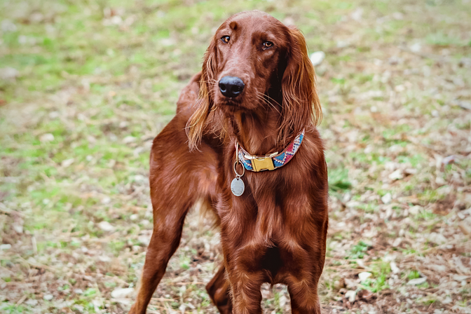 Personalised Dog Signs – Custom Dog Plaques online - Signomatic